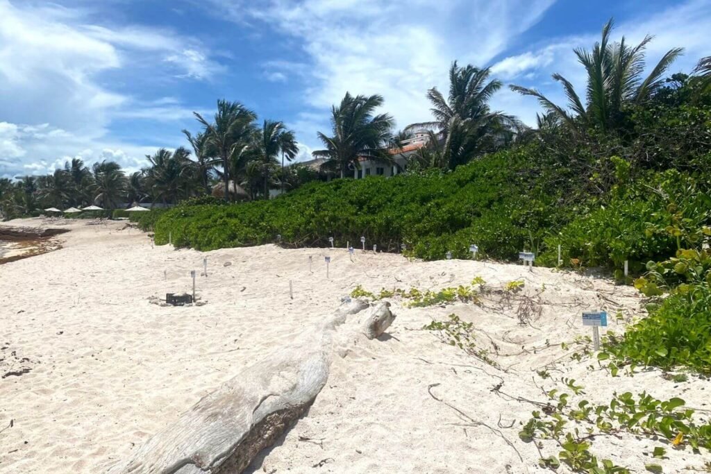 10 Best Riviera Maya Beach Clubs in and around Puerto Aventuras