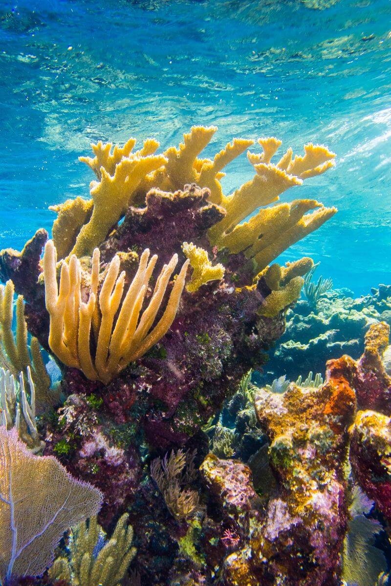 Saving the Mesoamerican Reef: 25 Tips for Reef-Safe Travel