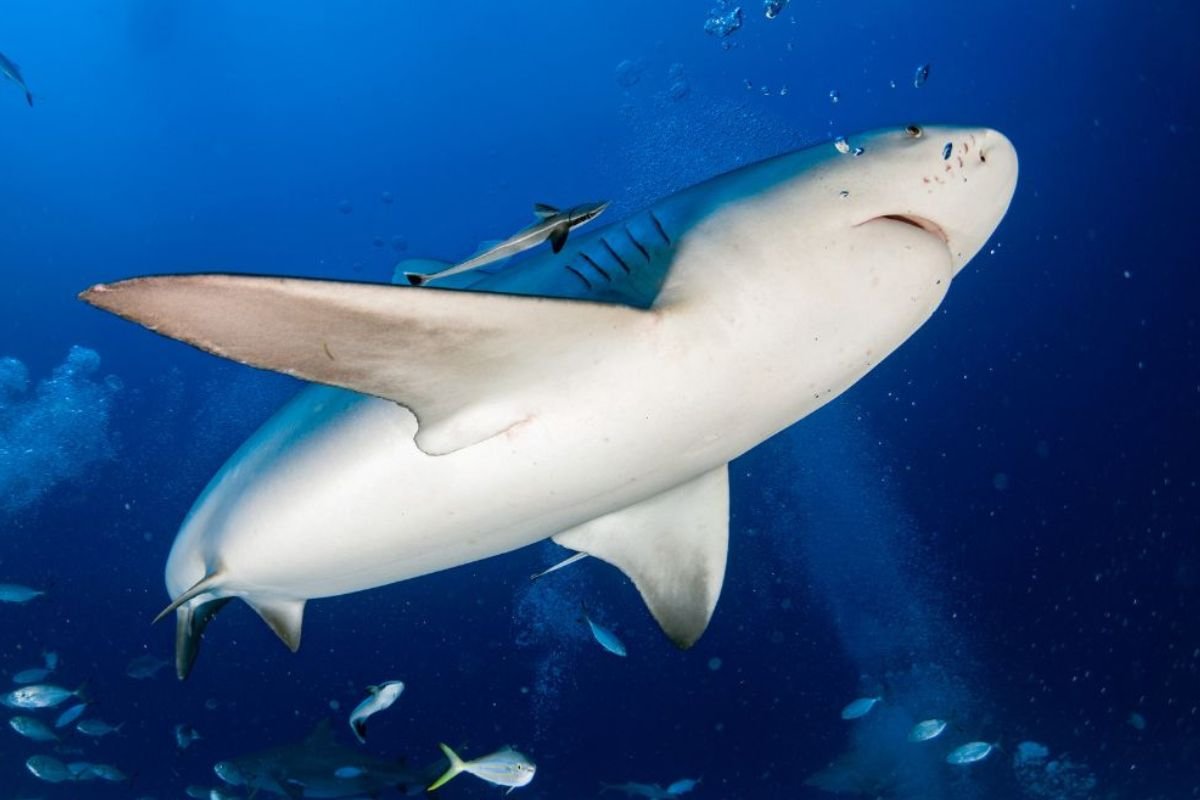Bull Shark Season on the Riviera Maya - Puerto Aventuras Living
